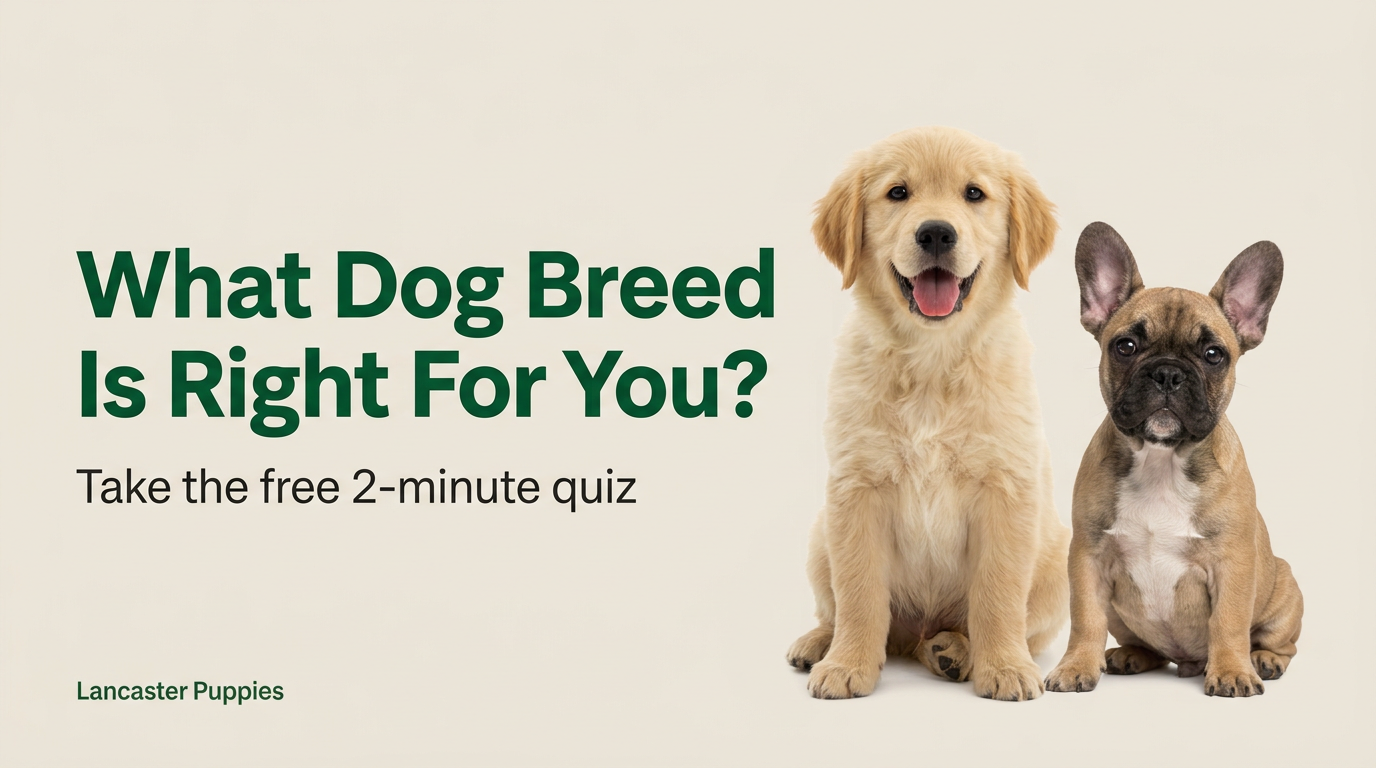 Dog Breed Quiz — What Dog Breed Is Right for Me? | Lancaster Puppies